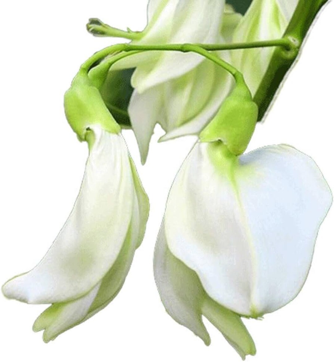 IPS101 - Agathi - SESBANIA GRANDIFLORA - White-25 Plus Seeds - Etsy