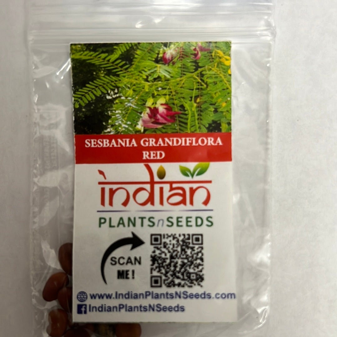 IPS100 Agathi SESBANIA GRANDIFLORA-RED 25 Plus Seeds - Etsy