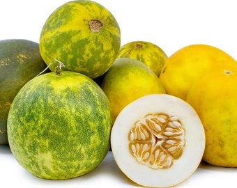 Yellow Dosakaya Big Round sambhar Dosakaya - Etsy
