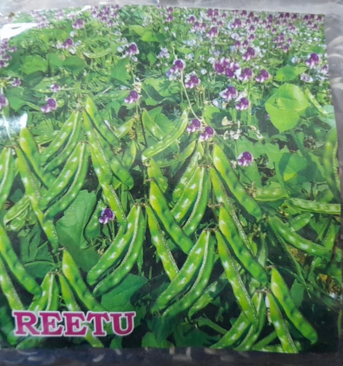 IPS012 Chettu Chikkudu / Dolichos Bush / Reetu 10 Seeds - Etsy