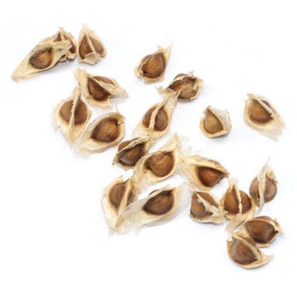 IndianPlantsNSeeds - Etsy