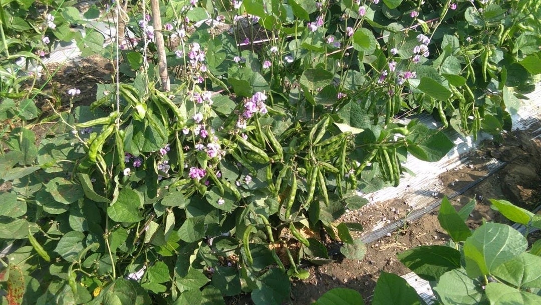 IPS012 - Chettu Chikkudu / Dolichos Bush / BAUNI - 10 Seeds - Etsy