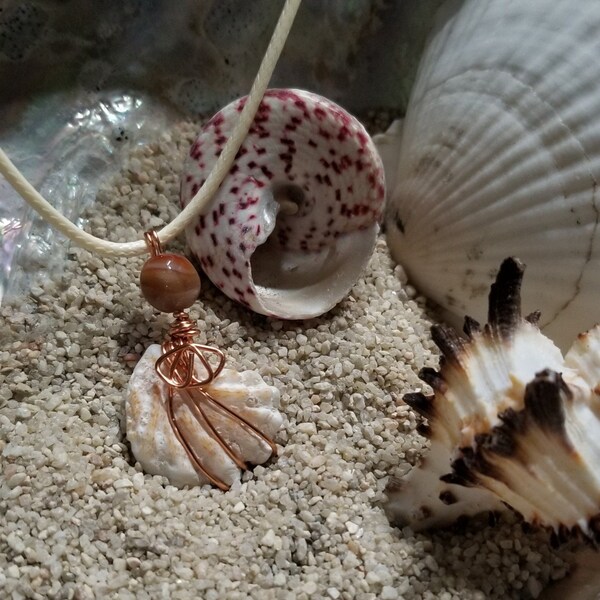 Cats Paw Shell - Etsy