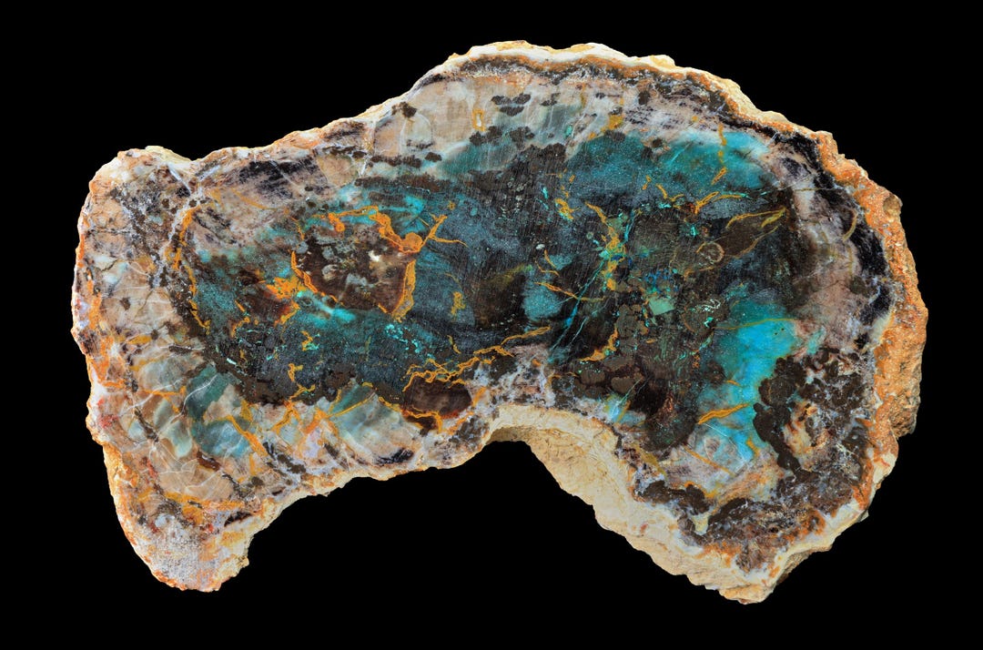 RARE Colla Wood Museum Quality Petrified Wood Specimen Turkey - Etsy