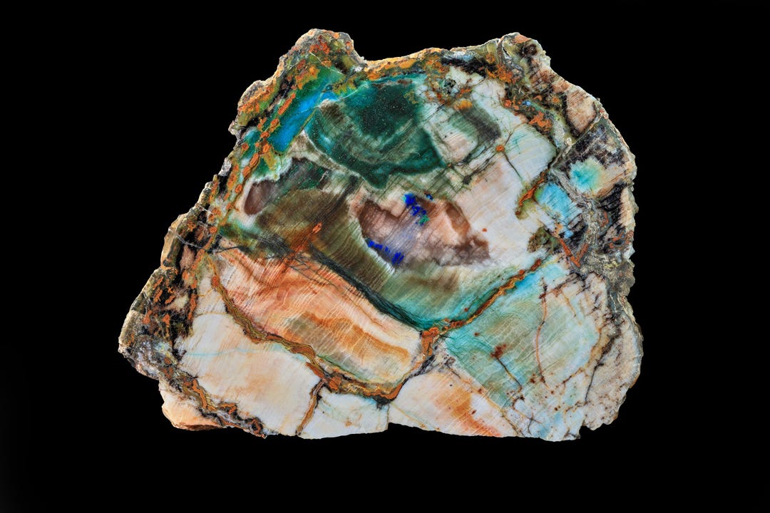 RARE Colla Wood Museum Quality Petrified Wood Specimen Turkey - Etsy