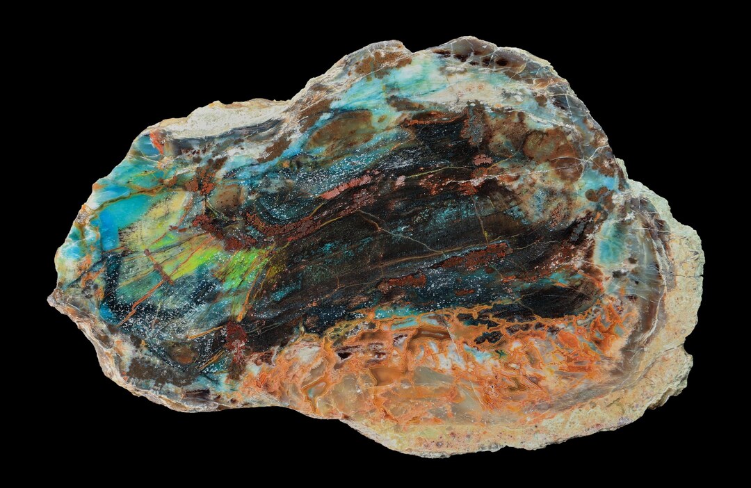 RARE Colla Wood Museum Quality Petrified Wood Specimen Turkey - Etsy