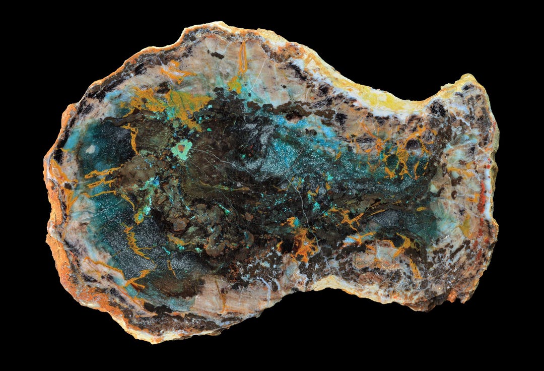 RARE Colla Wood Museum Quality Petrified Wood Specimen Turkey - Etsy