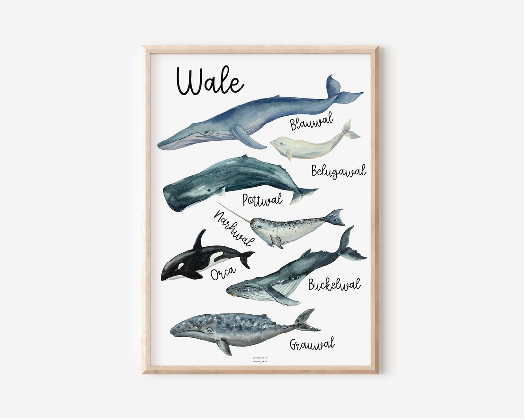Poster Whales Nursery Types of Whales Whale Educational Poster Gift ...