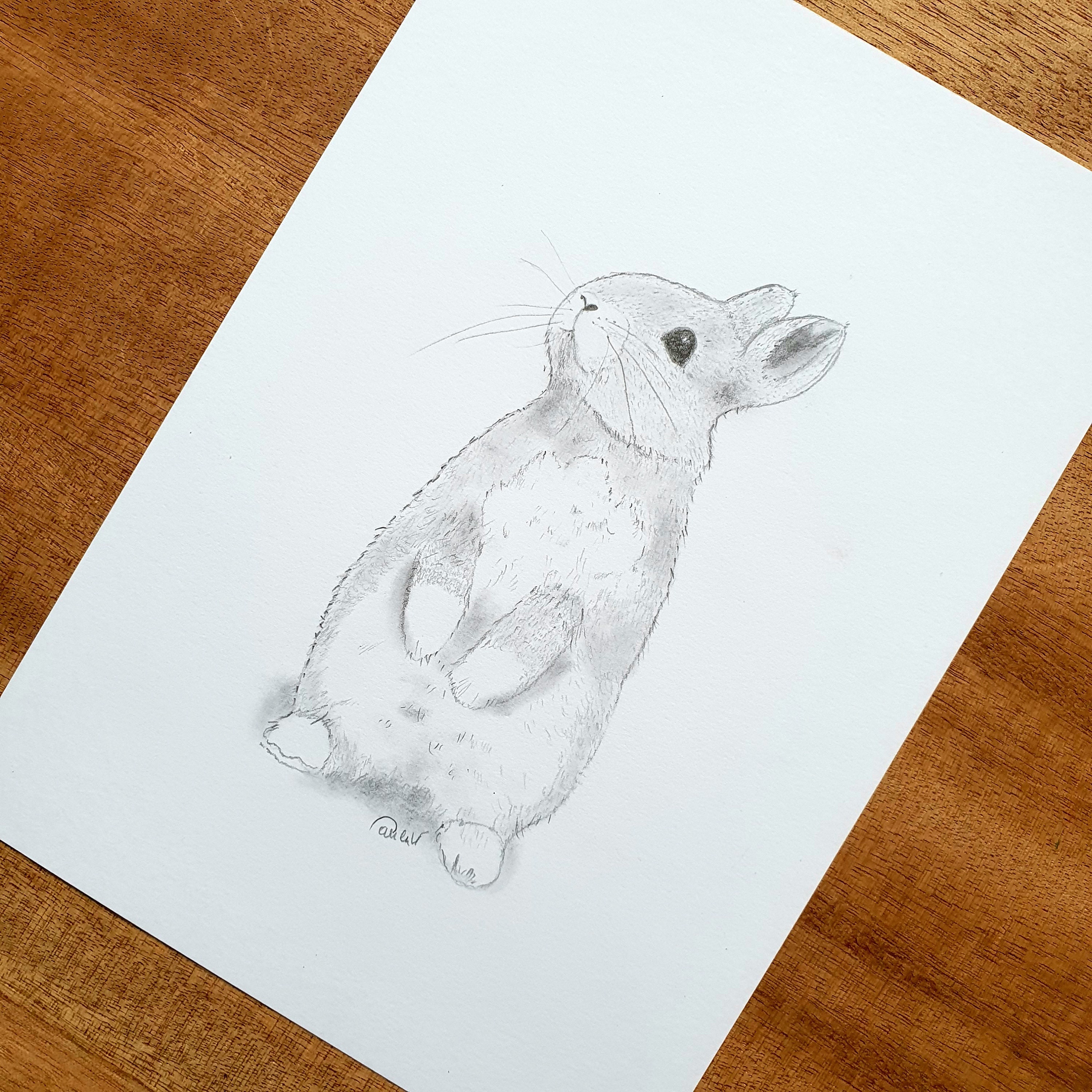 Graphite Pencil Drawing of an Adorable Rabbit. Drawing Entirely ...