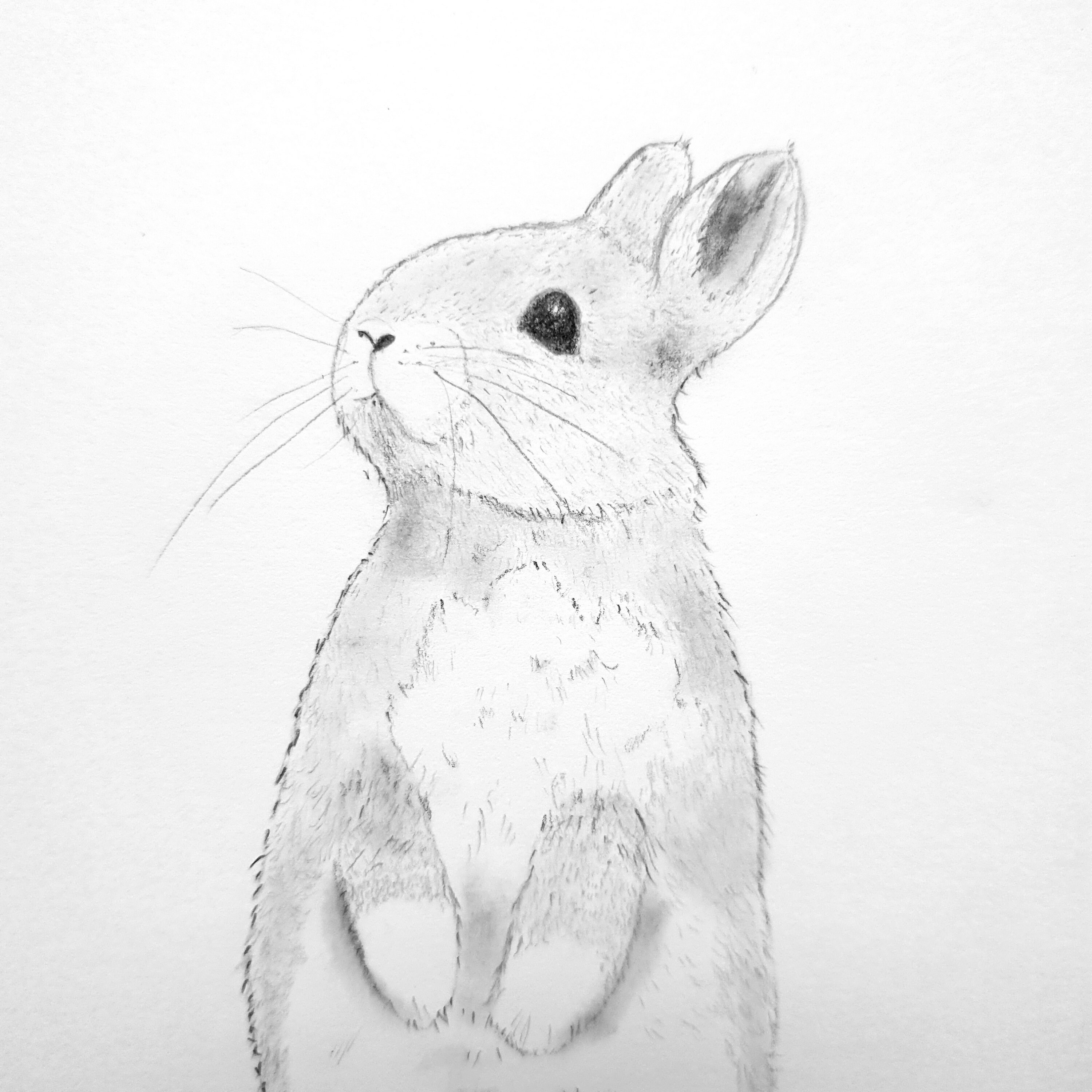 Graphite Pencil Drawing of an Adorable Rabbit. Drawing Entirely ...