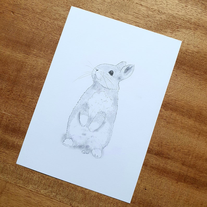Graphite Pencil Drawing of an Adorable Rabbit. Drawing Entirely ...