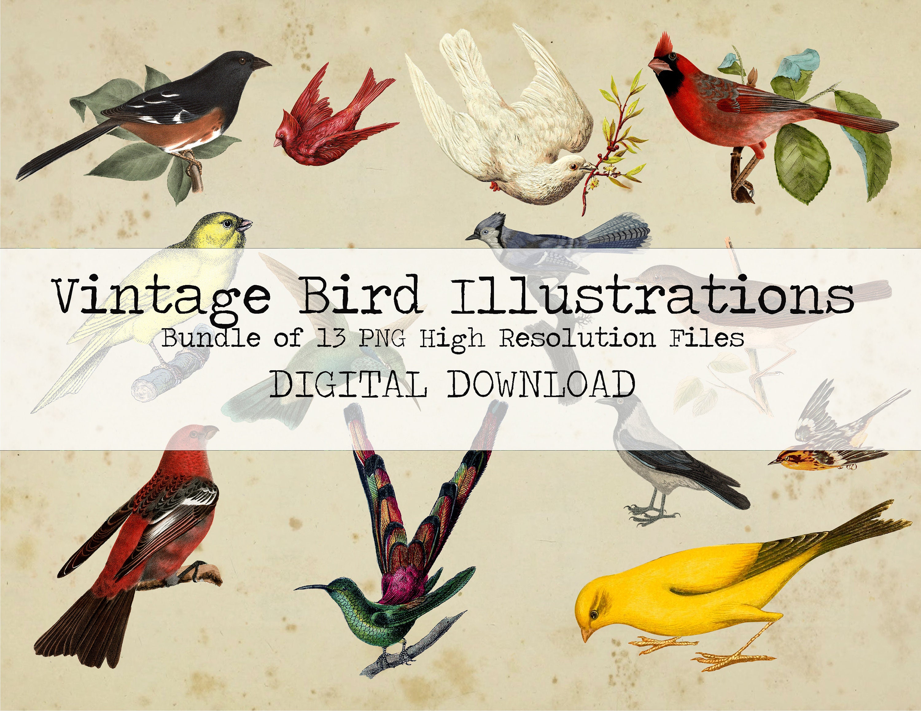 Vintage Bird Illustrations PNG Digital Kit 13 Hi-res PNG Files With ...