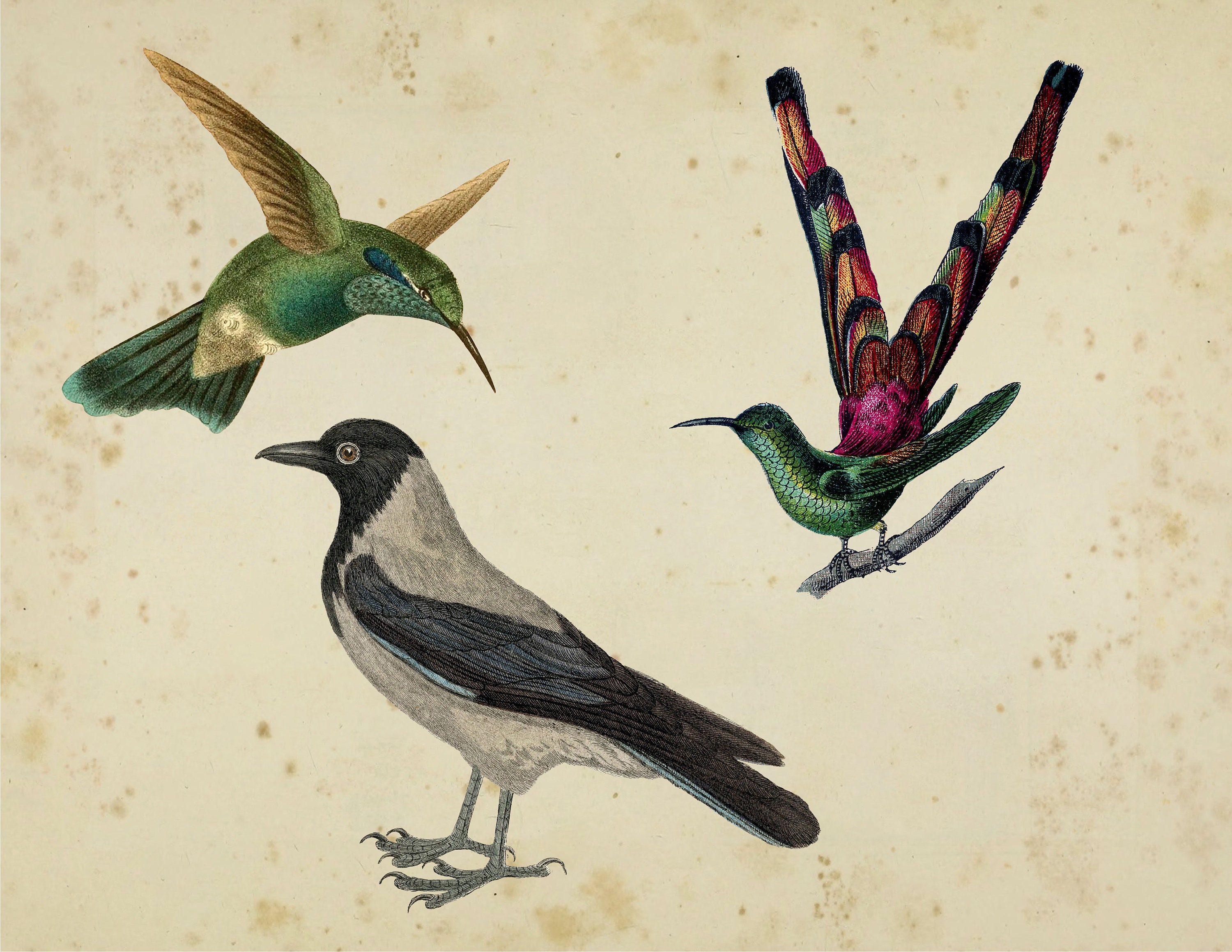 Vintage Bird Illustrations PNG Digital Kit 13 Hi-res PNG Files With ...