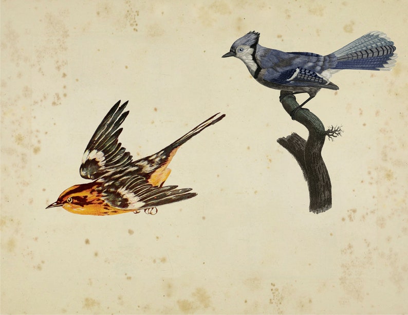 Vintage Bird Illustrations PNG Digital Kit 13 Hi-res PNG Files With ...