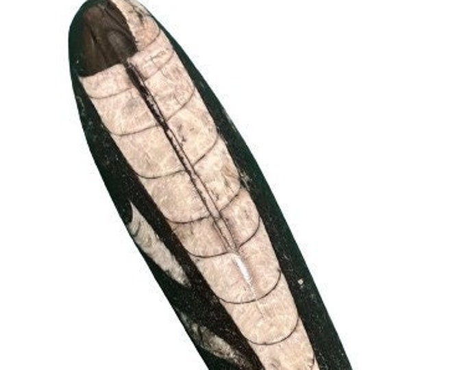 Genuine Black Orthoceras Fossil Large Orthoceras Polished - Etsy