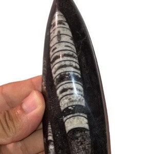 Genuine Black Orthoceras Fossil Large Orthoceras Polished - Etsy