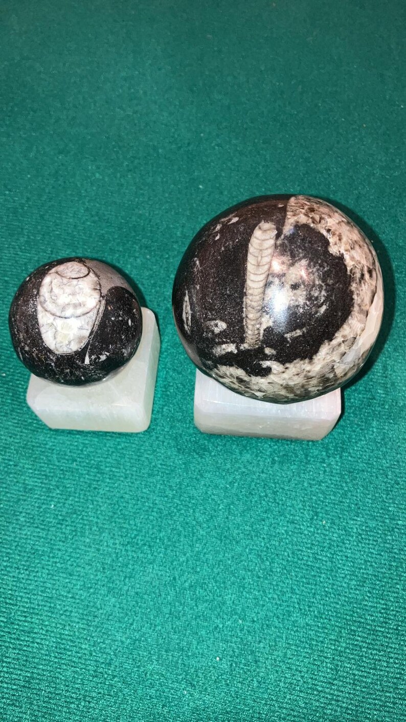 Large ORTHOCERAS FOSSIL SPHERE W/ Stand or Without You Choose ...