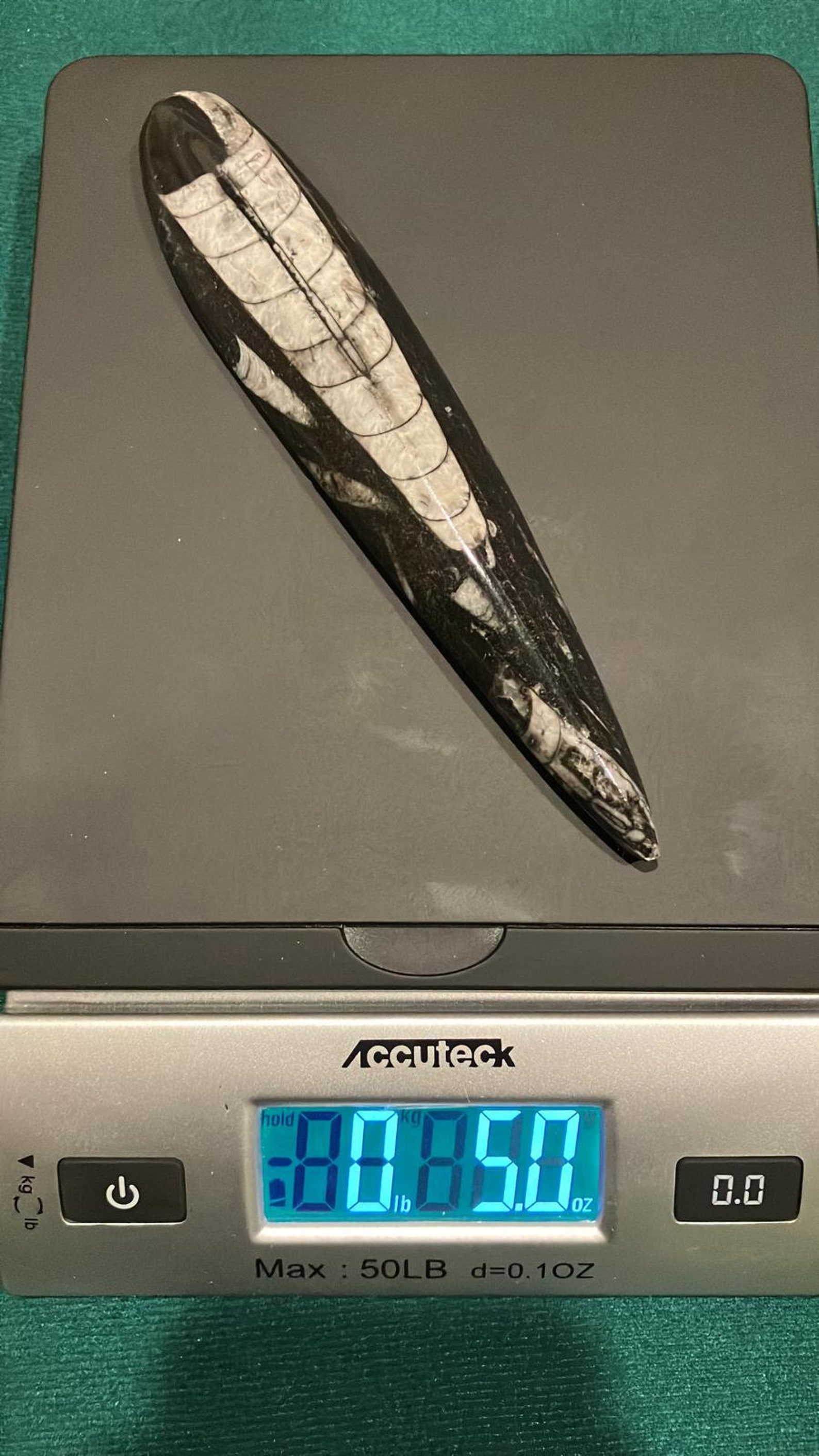 Genuine Black Orthoceras Fossil Large Orthoceras Polished - Etsy