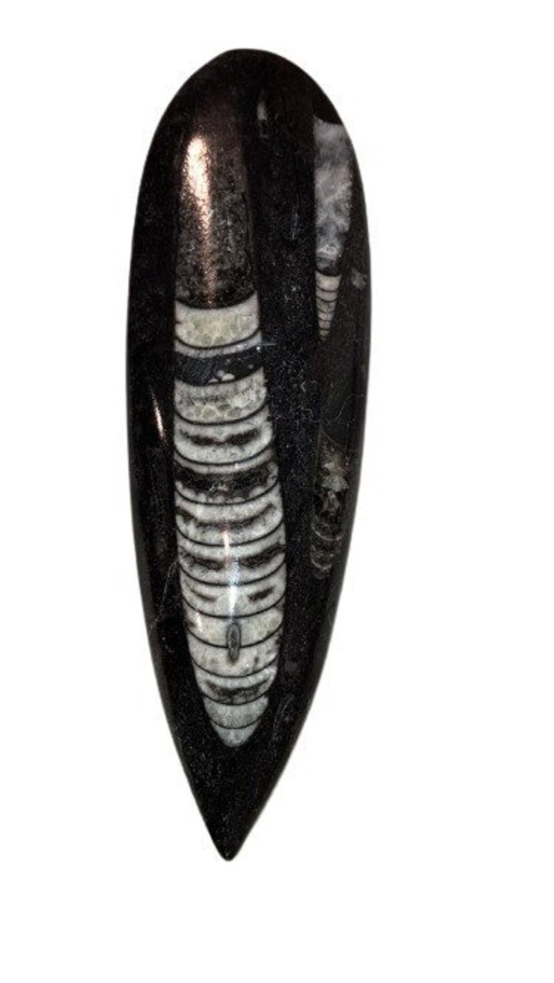 Genuine Black Orthoceras Fossil Large Orthoceras Polished - Etsy
