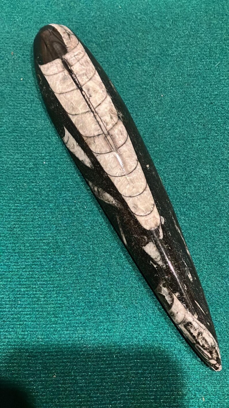 Genuine Black Orthoceras Fossil Large Orthoceras Polished - Etsy