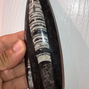 Genuine Black Orthoceras Fossil Large Orthoceras Polished - Etsy
