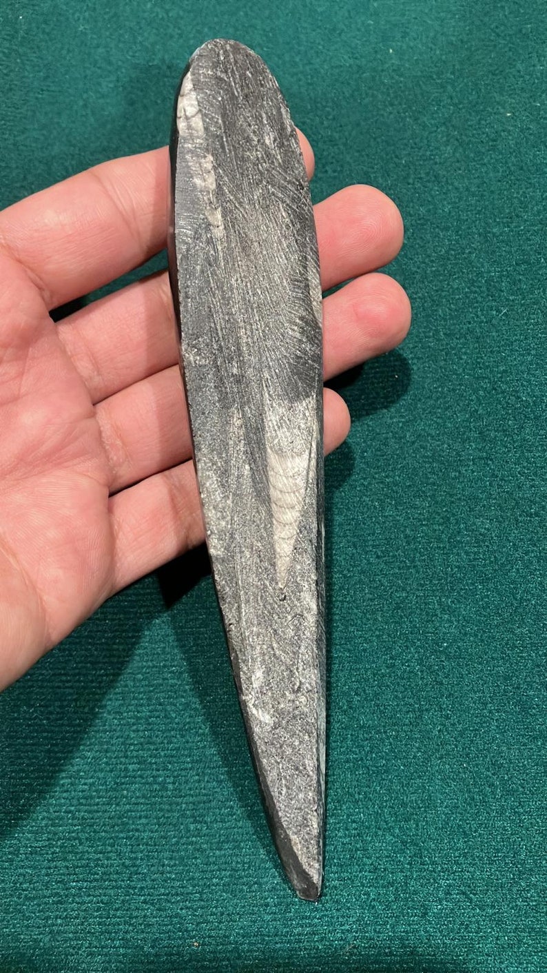 Genuine Black Orthoceras Fossil Large Orthoceras Polished - Etsy