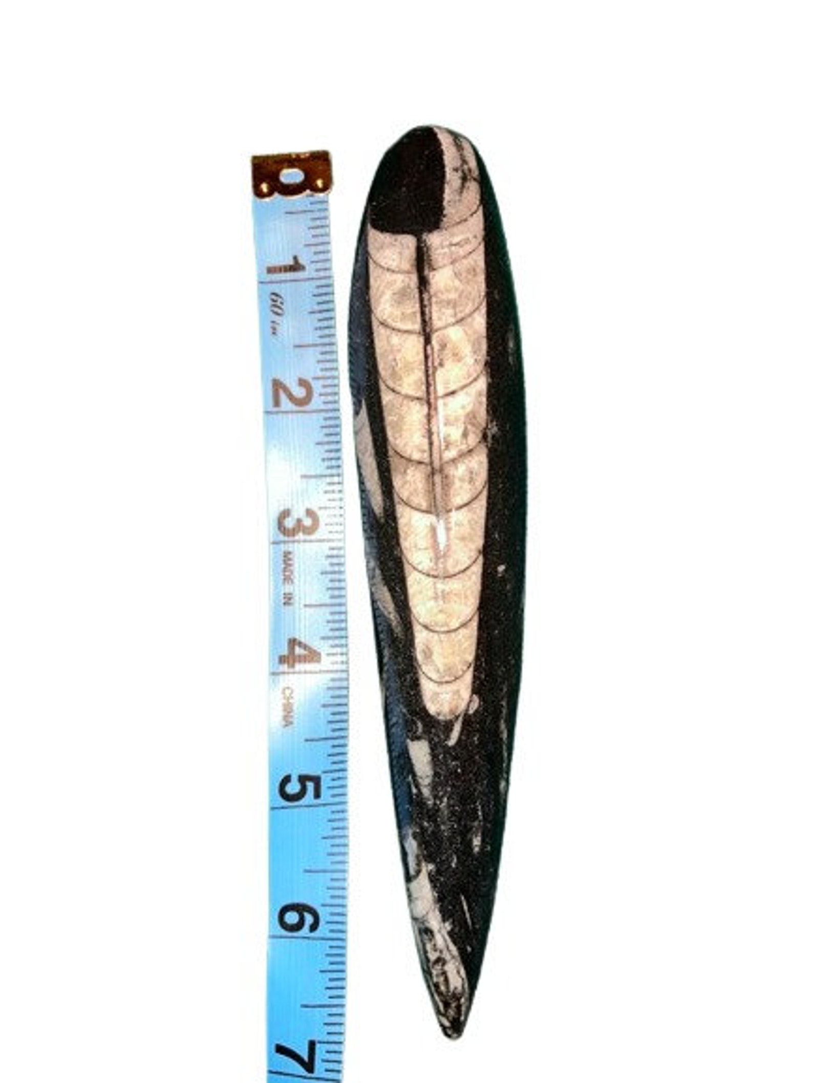 Genuine Black Orthoceras Fossil Large Orthoceras Polished - Etsy