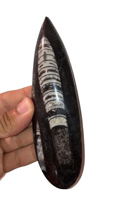 Genuine Black Orthoceras Fossil Large Orthoceras Polished - Etsy