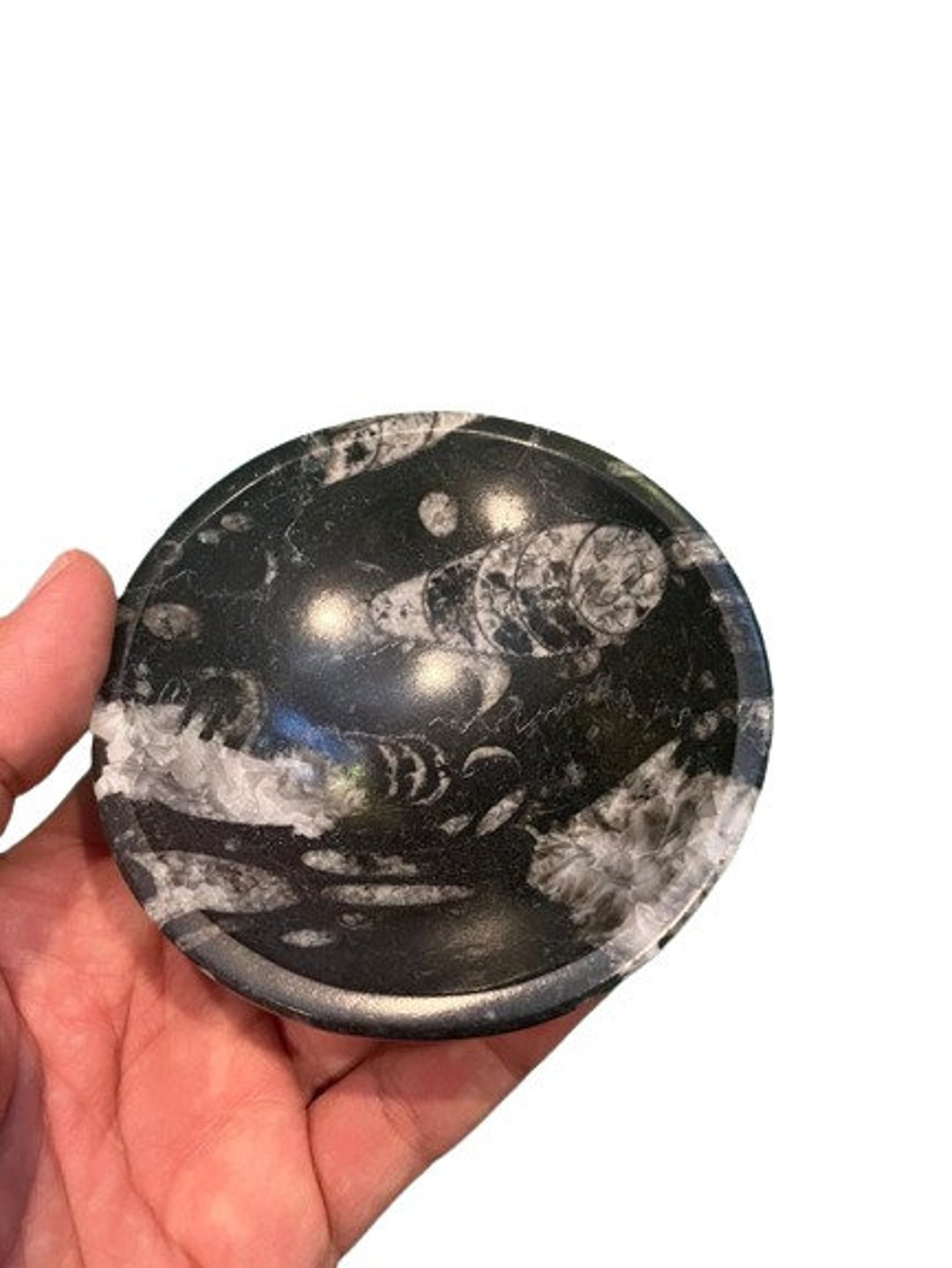 LARGE Black Orthoceras Ammonite Fossil Round Bowl 350 Million Years Old ...