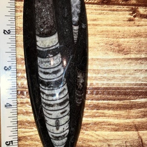 Genuine Black Orthoceras Fossil Large Orthoceras Polished - Etsy