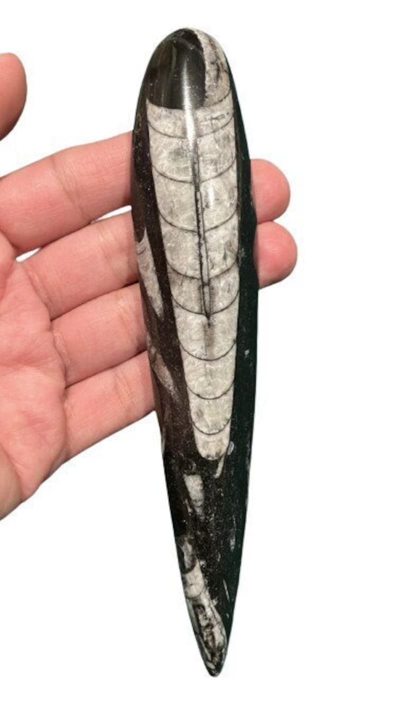 Genuine Black Orthoceras Fossil Large Orthoceras Polished - Etsy