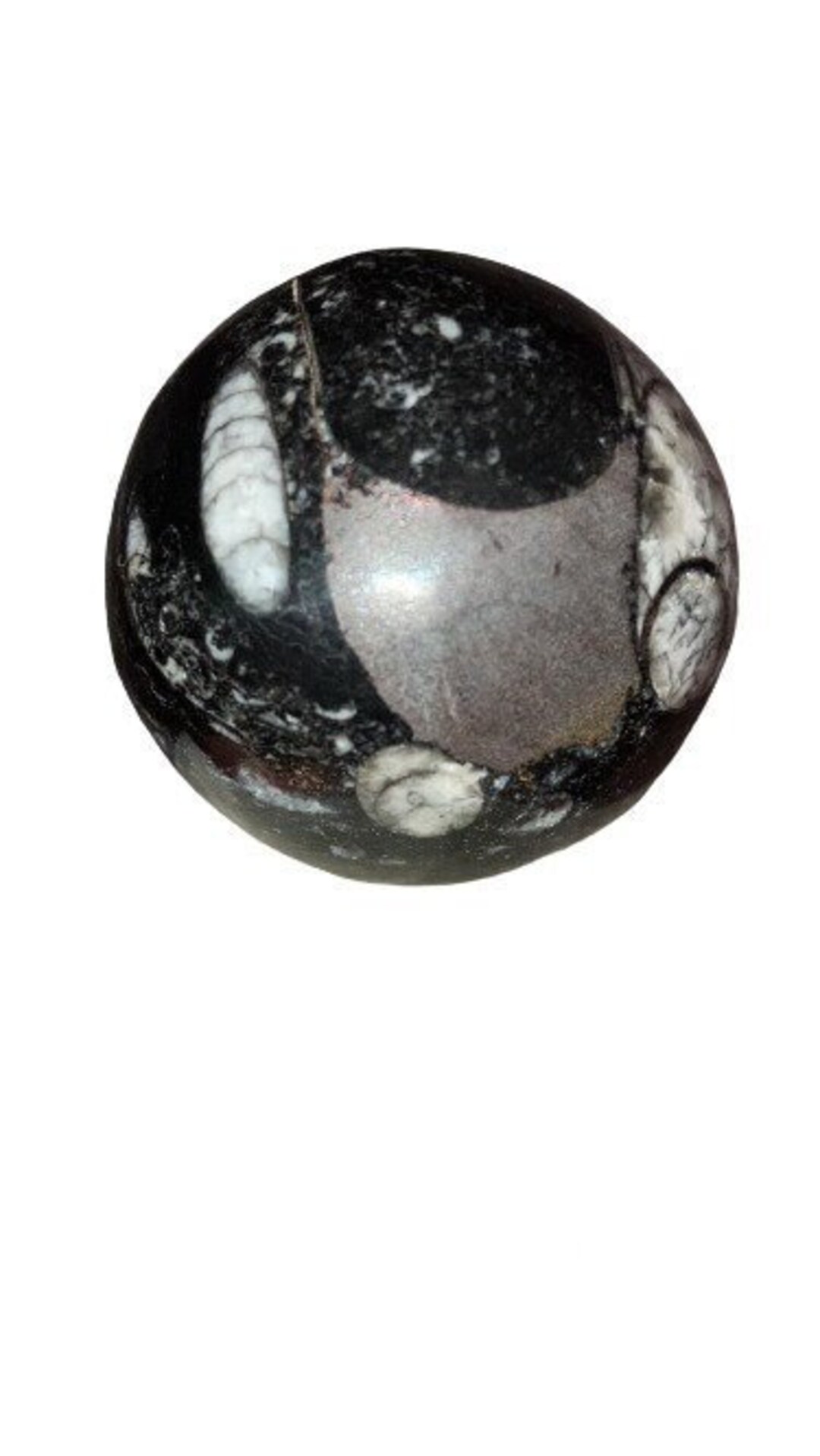 Orthoceras Fossil Sphere, Black Crystal Ball, Genuine Fossils Grounding Stone Root Chakra Altar ...