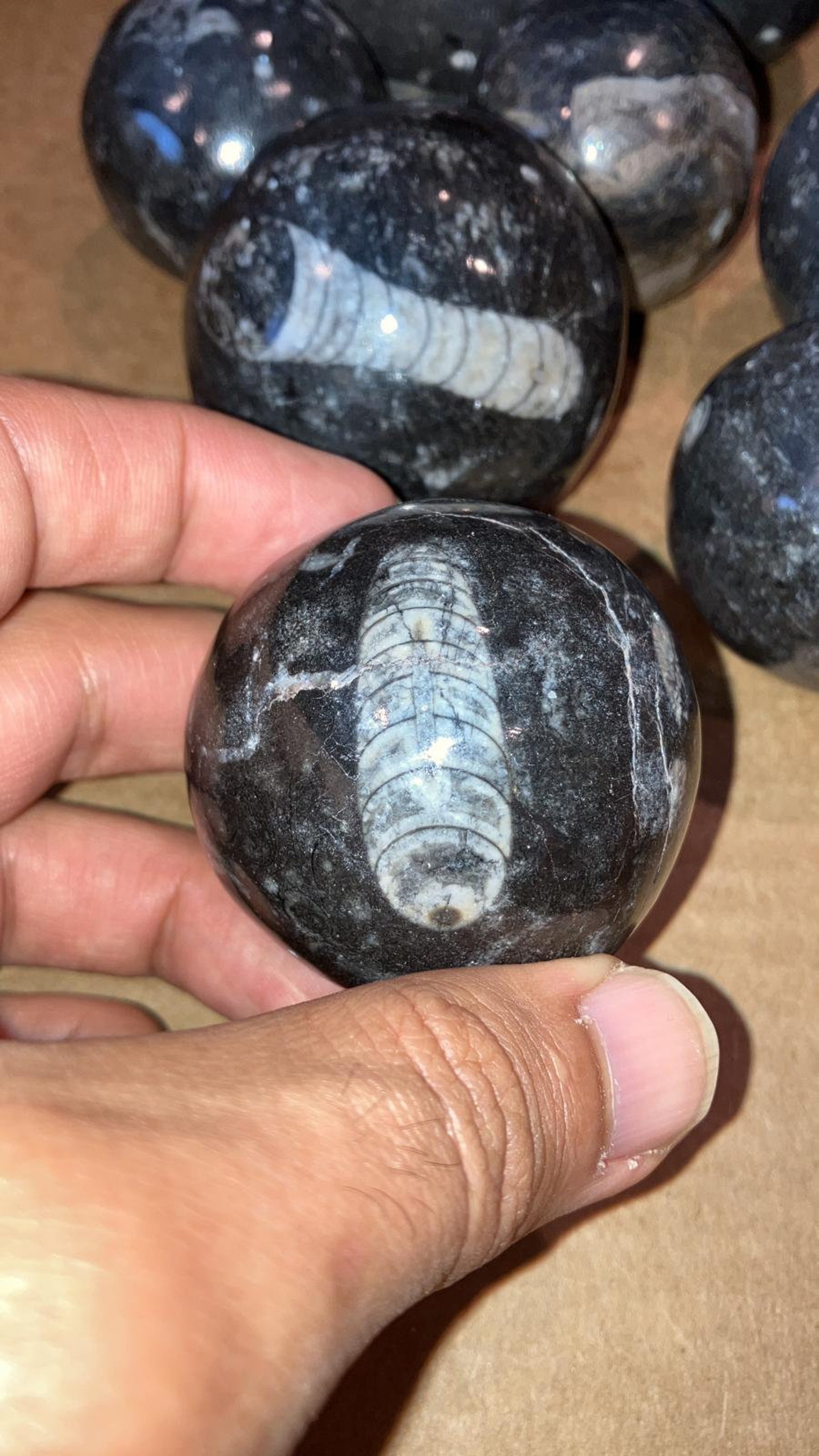 Orthoceras Sphere, Fossil Sphere Orb Ball, Orthoceras Crystal Sphere ...