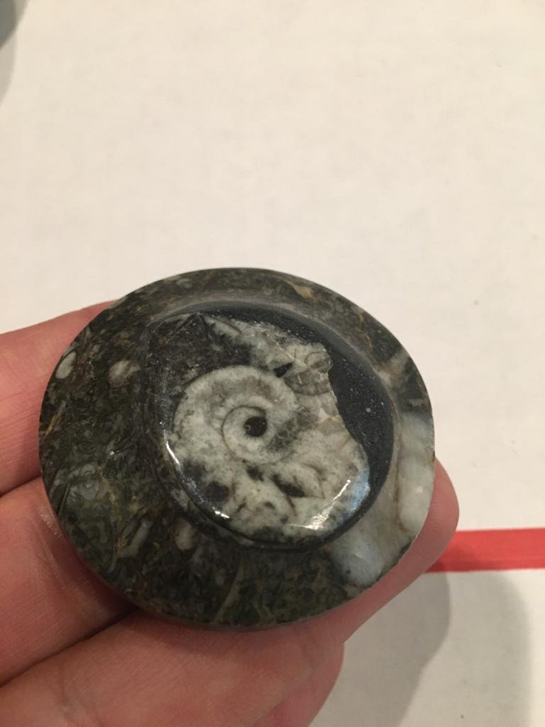 Orthoceras Ammonite in Marble Fossil Box Artisan - Etsy