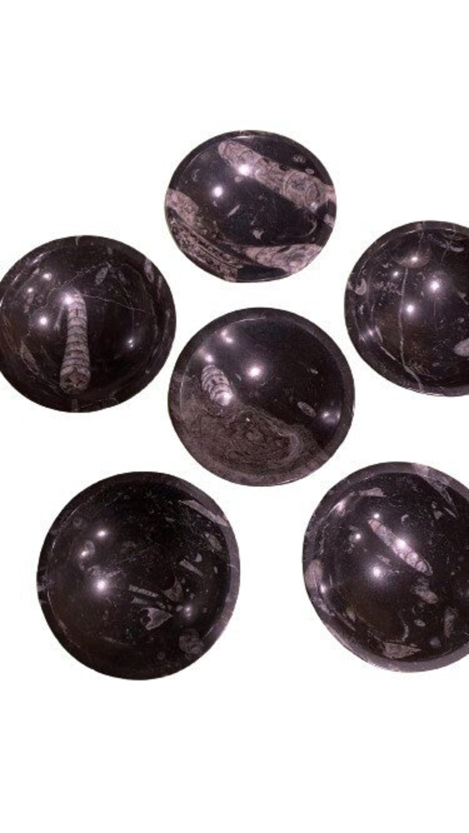 Bulk Sale 6 Pcs Round Fossils Orthoceras Ammonite Bowls 4 - Etsy