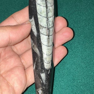 Genuine Black Orthoceras Fossil Large Orthoceras Polished - Etsy
