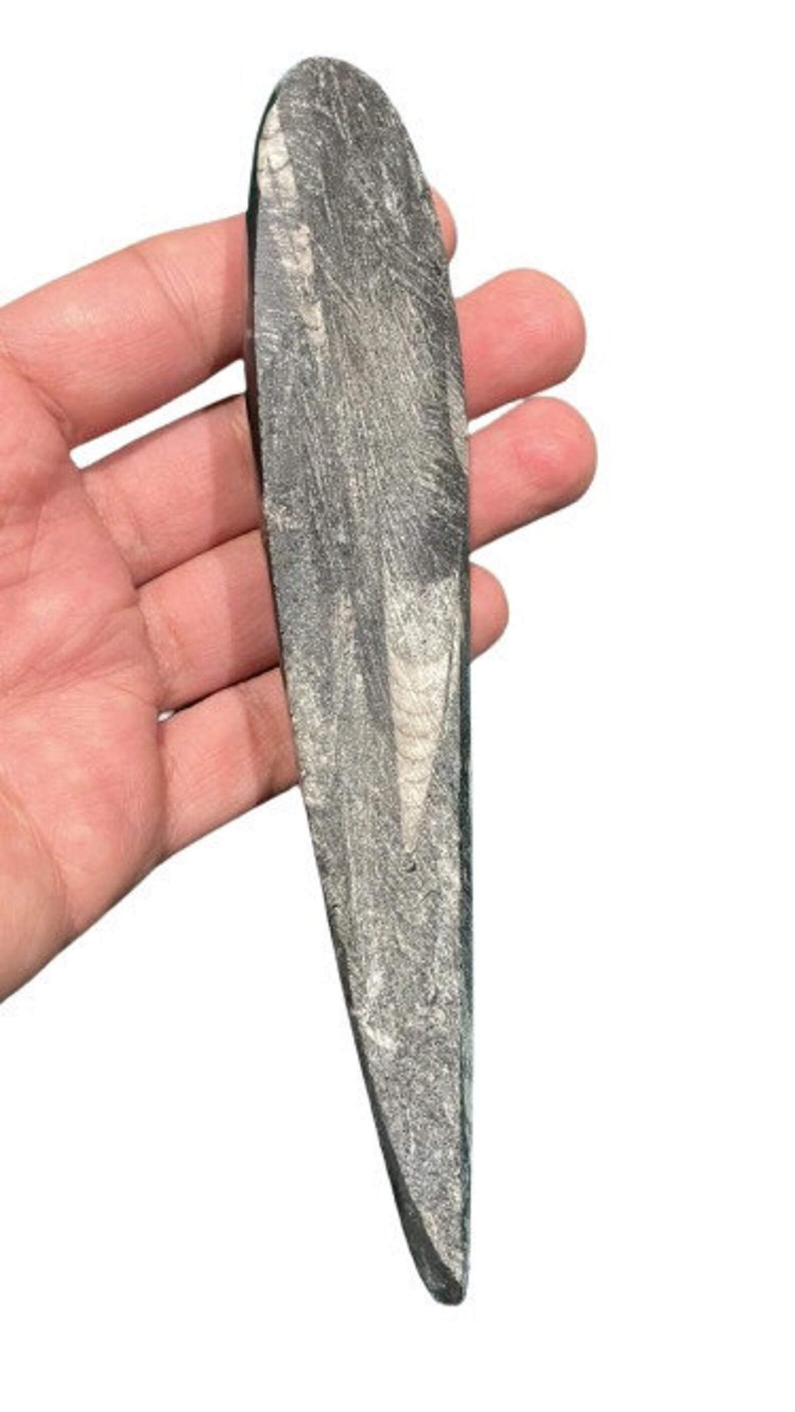 Genuine Black Orthoceras Fossil Large Orthoceras Polished - Etsy