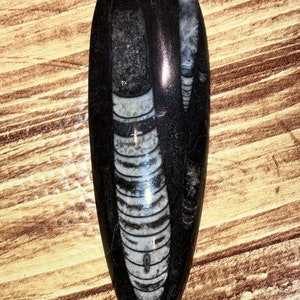 Genuine Black Orthoceras Fossil Large Orthoceras Polished - Etsy