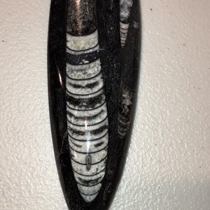 Genuine Black Orthoceras Fossil Large Orthoceras Polished - Etsy