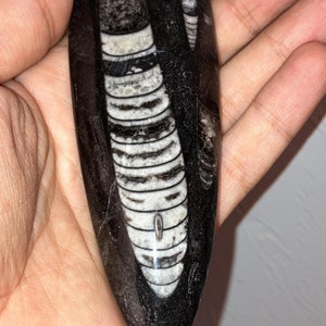 Genuine Black Orthoceras Fossil Large Orthoceras Polished - Etsy