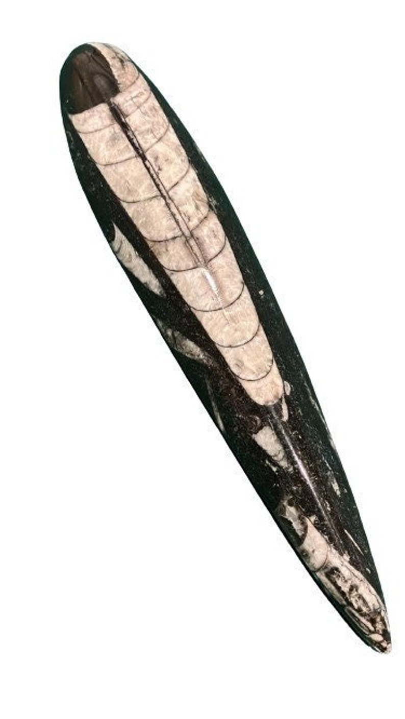 Genuine Black Orthoceras Fossil Large Orthoceras Polished - Etsy