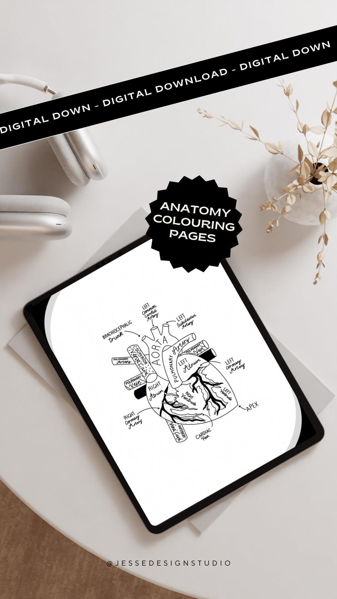 Anatomy Art Colouring Page for Students and Medical Professionals ...