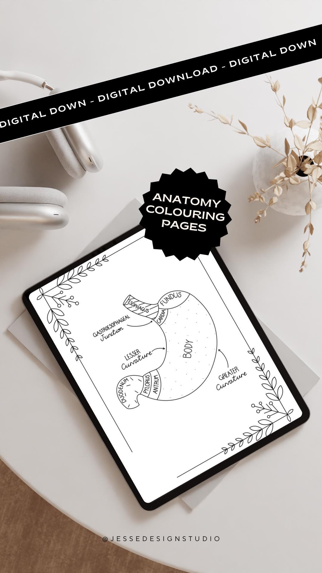 Anatomy Colouring Pages Human Body Coloring Sheet JPG Body Systems ...