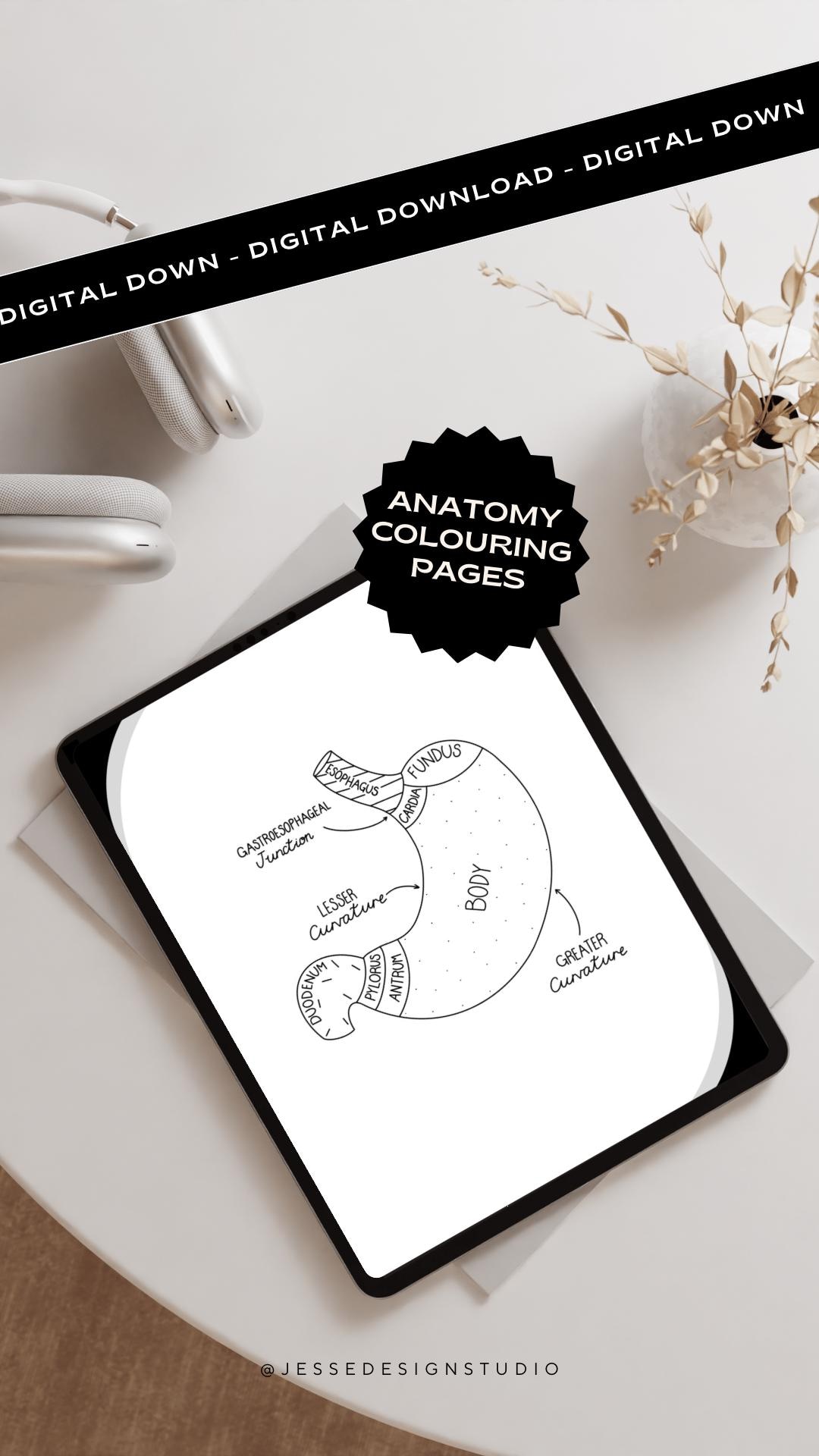 Anatomy Colouring Pages Human Body Coloring Sheet JPG Body Systems ...