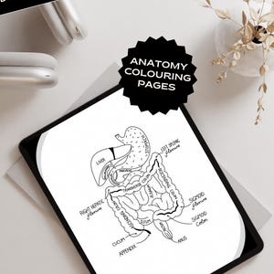 Digital Anatomy Educational Colouring Page Study Sheet for Student ...