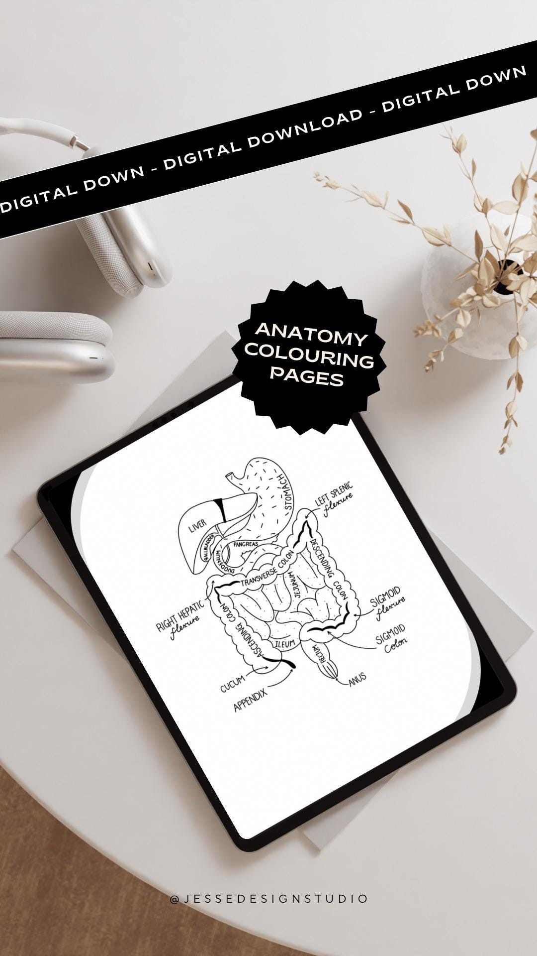 Digital Anatomy Educational Colouring Page Study Sheet for Student ...