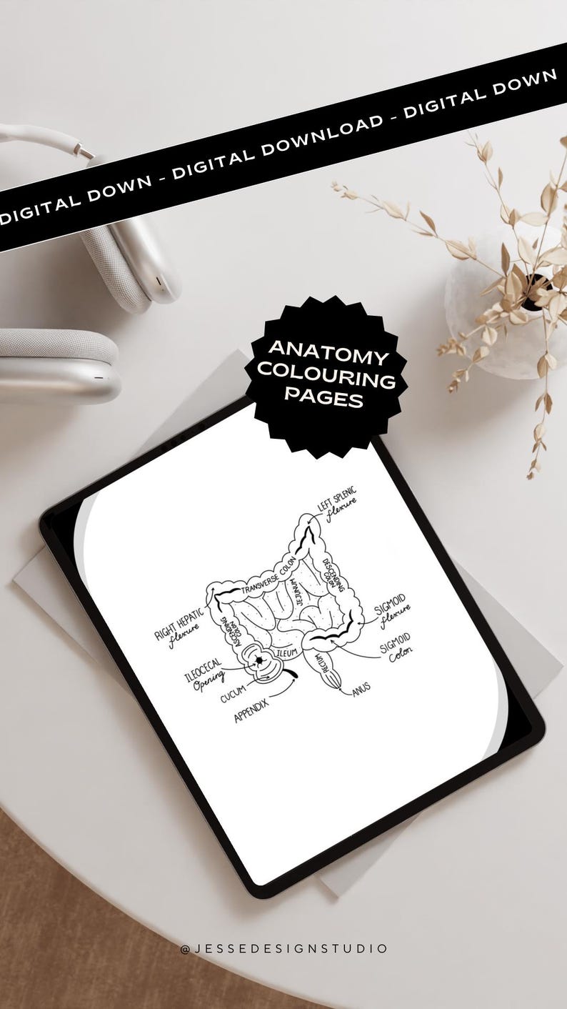 Anatomy Art Colouring Page for Students and Medical Professionals ...