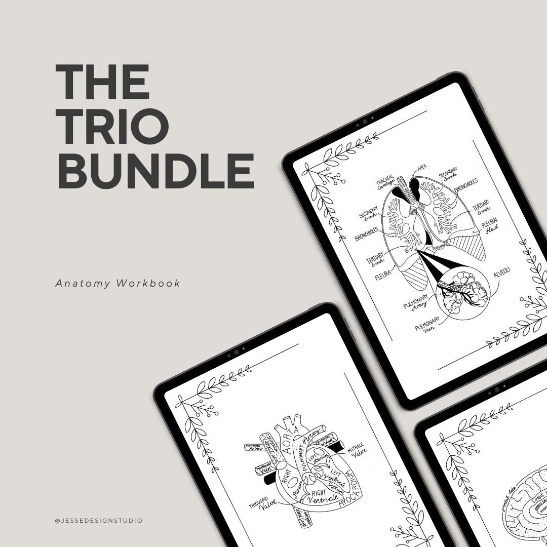 Anatomy Colouring Workbook Bundle: Brain, Heart, Lungs (PDF) - Etsy