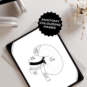 Digital Anatomy Colouring Page Instant Download Educational Study Guide ...