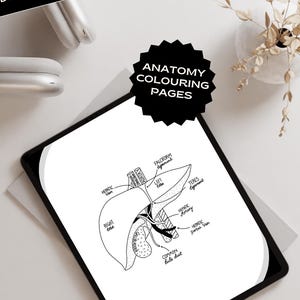 Human Liver Anatomy Colouring Page: Medical Student Worksheet (digital ...